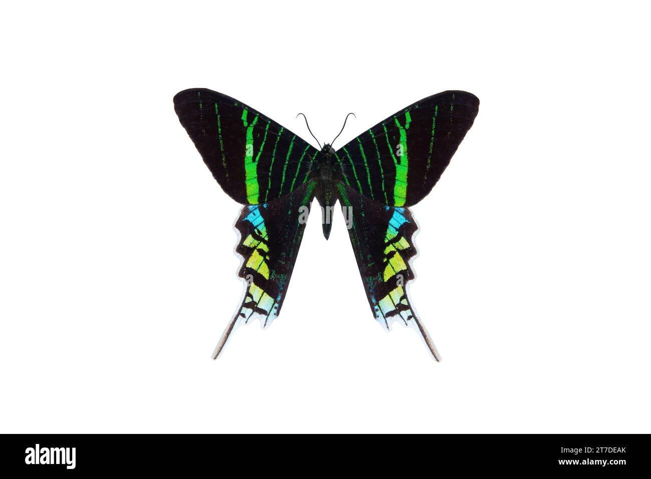 green banded urania butterfly (urania leilus) isolated on a white ...
