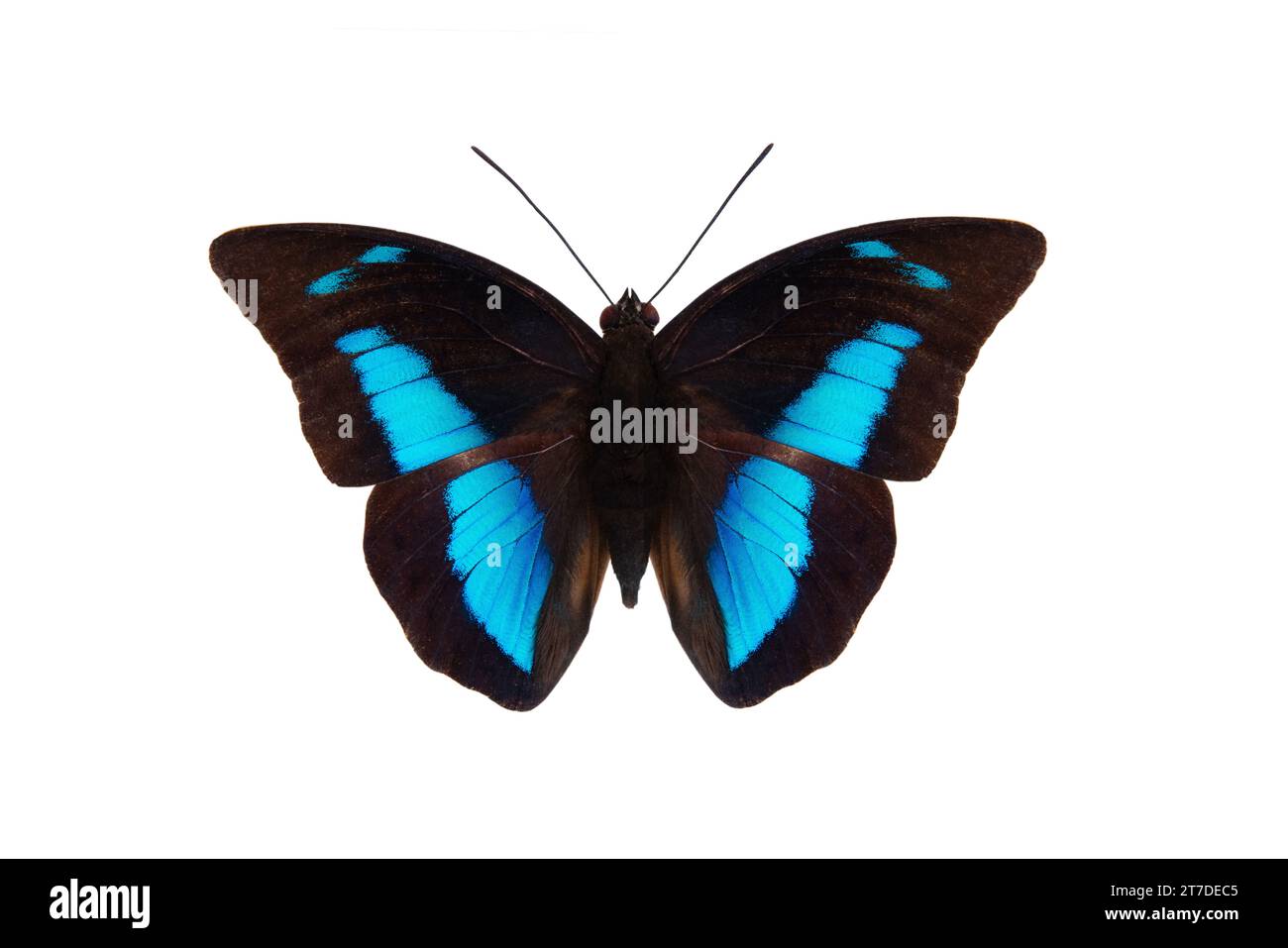 banded king shoemaker butterfly (archaeoprepona demophon) isolated on a ...
