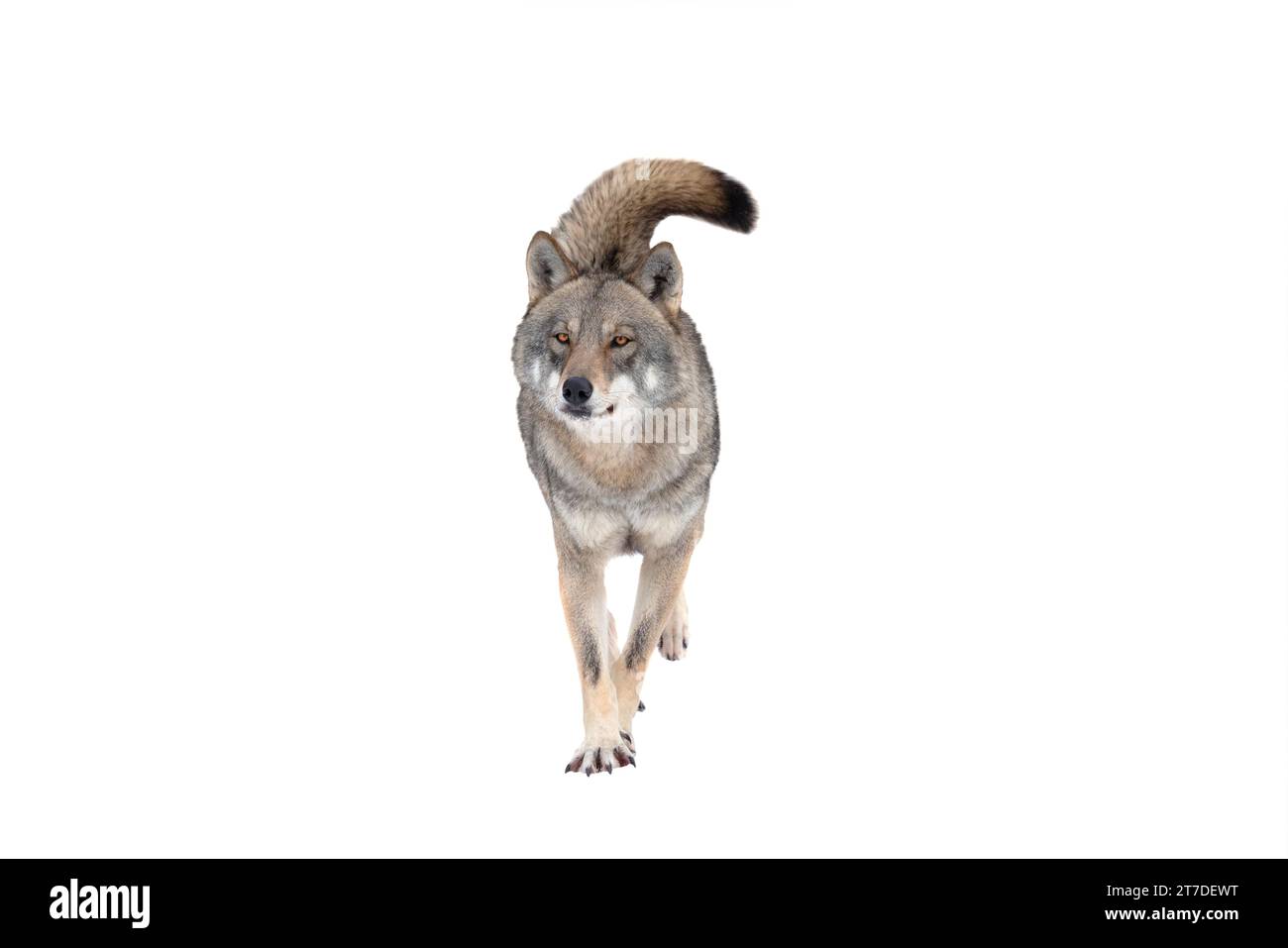 Wolf muzzle on white Cut Out Stock Images & Pictures - Alamy