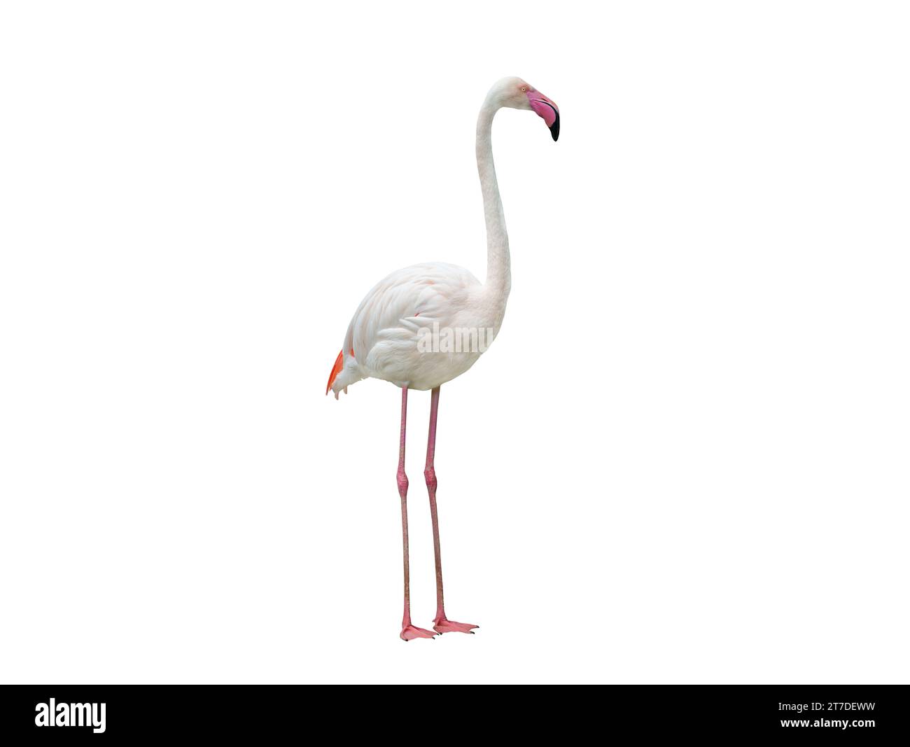 pink flamingo isolated on white background Stock Photo - Alamy