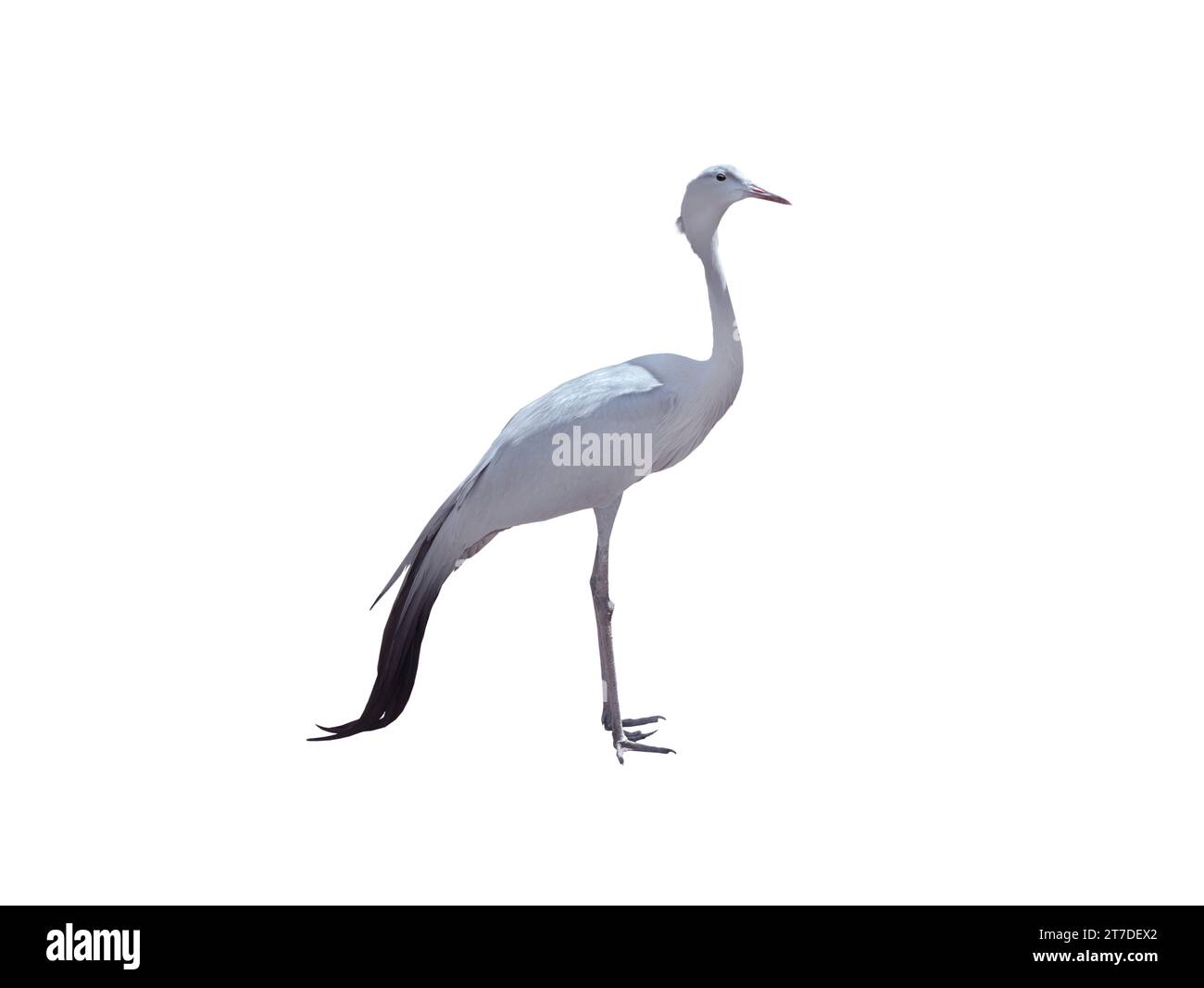 blue crane isolated on white background Stock Photo - Alamy