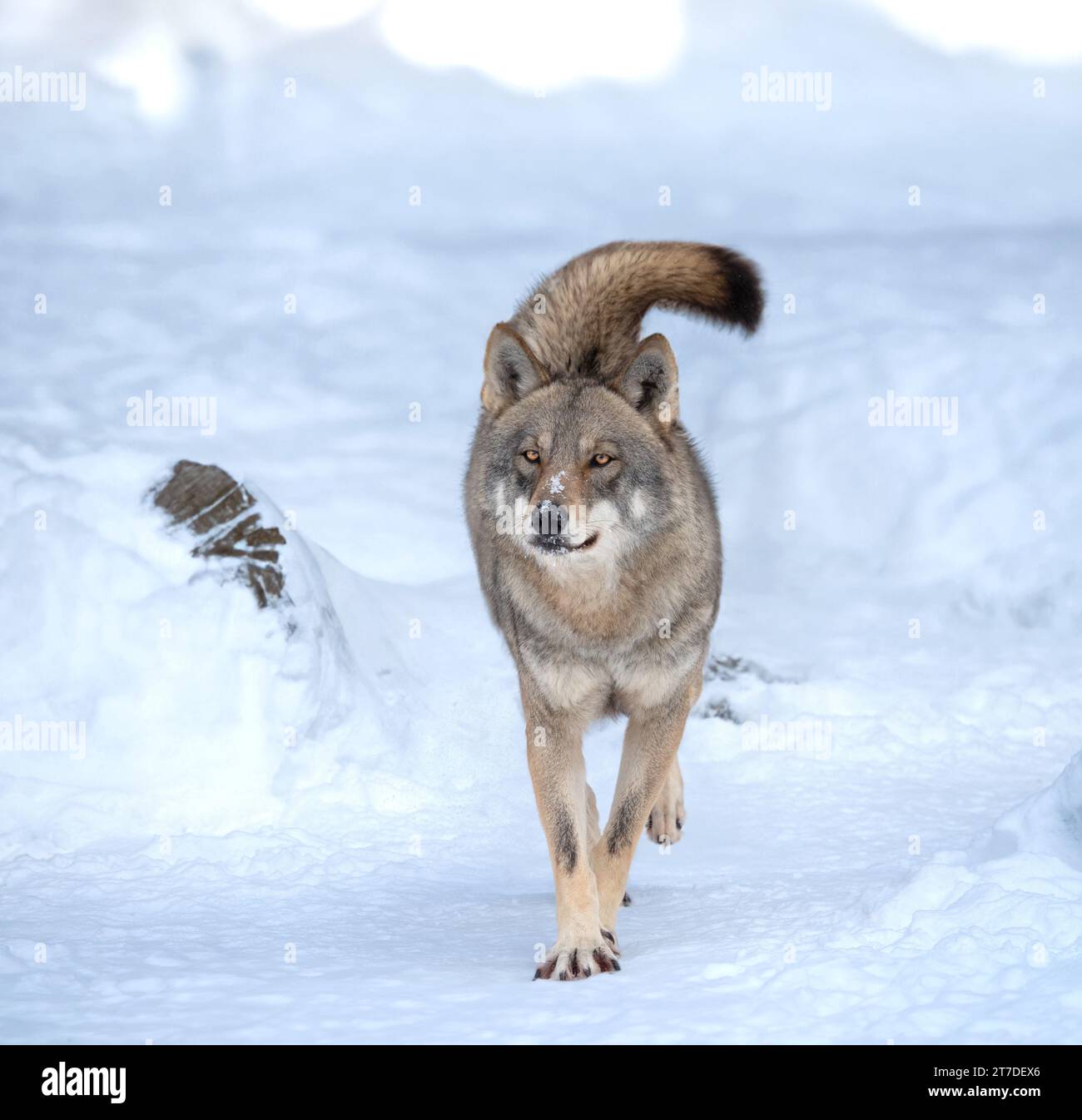 Grey wolf habitat europe hi-res stock photography and images - Alamy