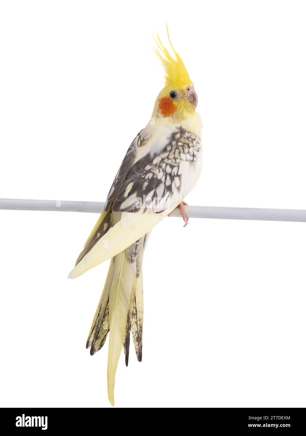 cockatiel (Nymphicus hollandicus) parrot isolated on a white background ...