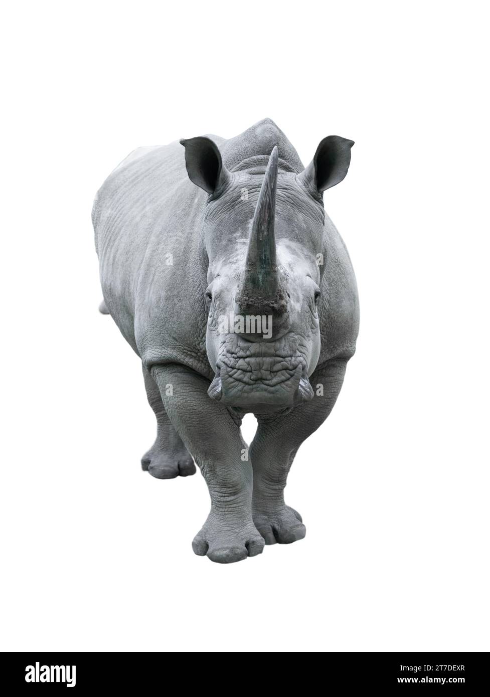 white rhino isolated on white background Stock Photo - Alamy