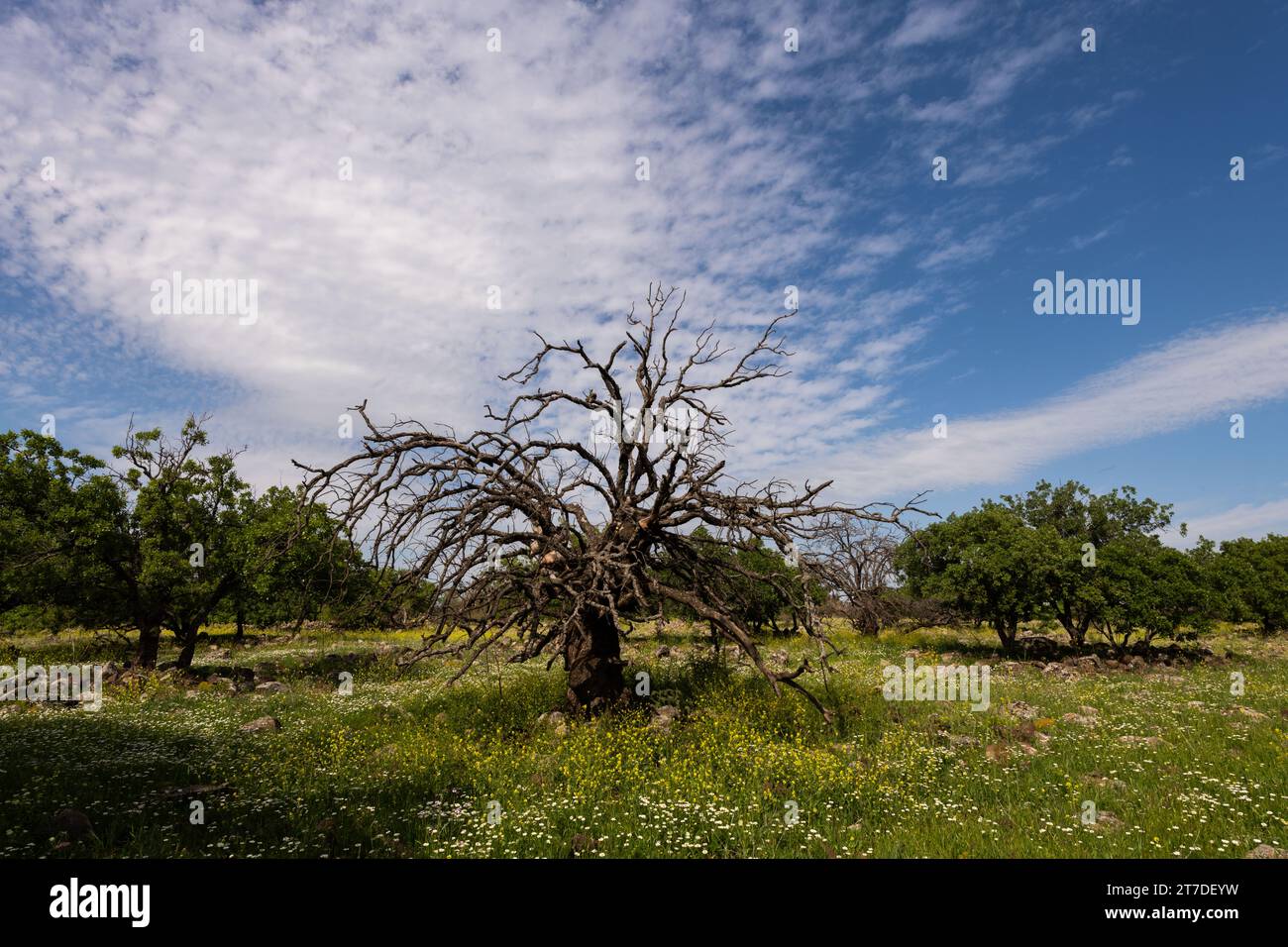 Wildflowers carpet a green meadow and forest beneath a spectacular ...