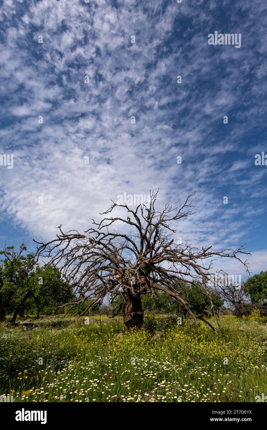 Wildflowers carpet a green meadow and forest beneath a spectacular ...