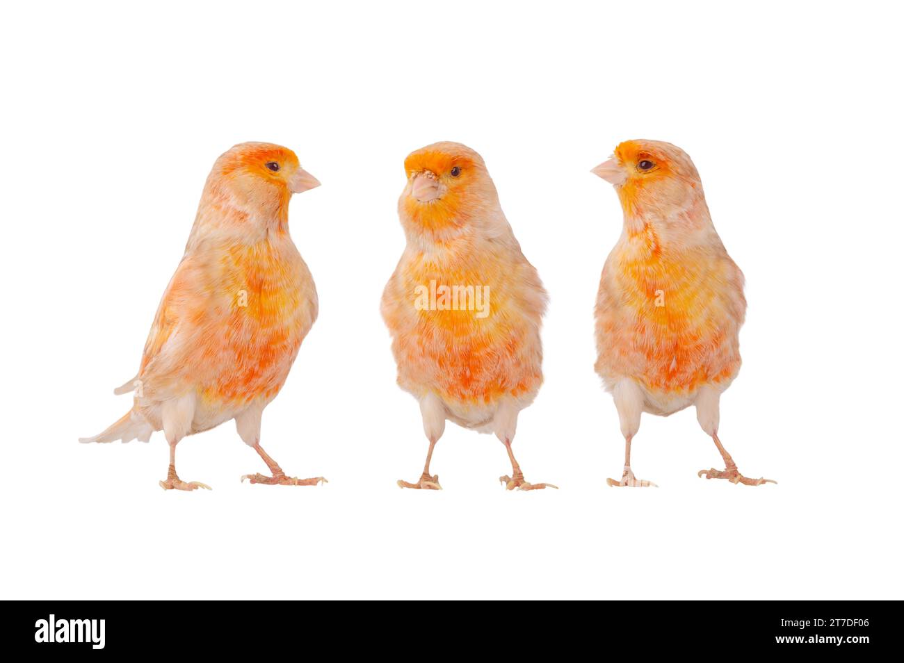 three canary isolated on white background Stock Photo - Alamy