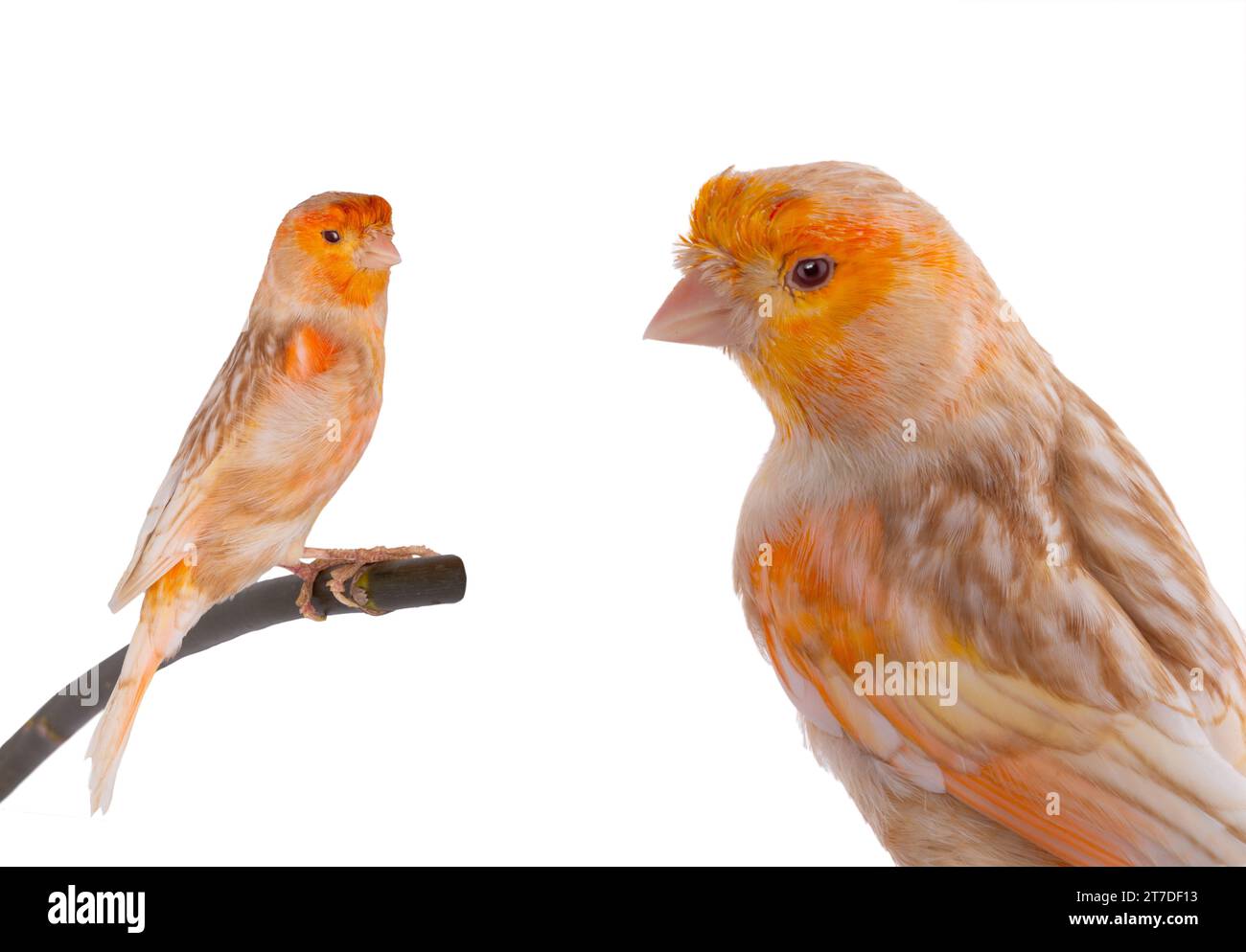 canary portrait isolated on white background Stock Photo - Alamy