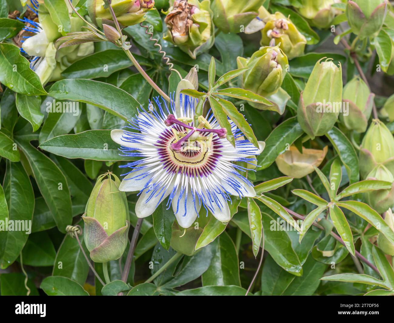 Passiflora caerulea, the blue Passion flower Stock Photo - Alamy