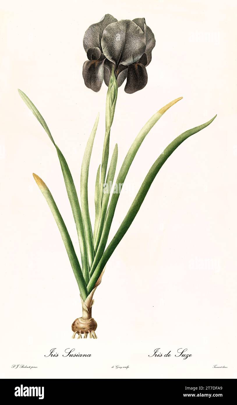 Heritage iris hi-res stock photography and images - Alamy