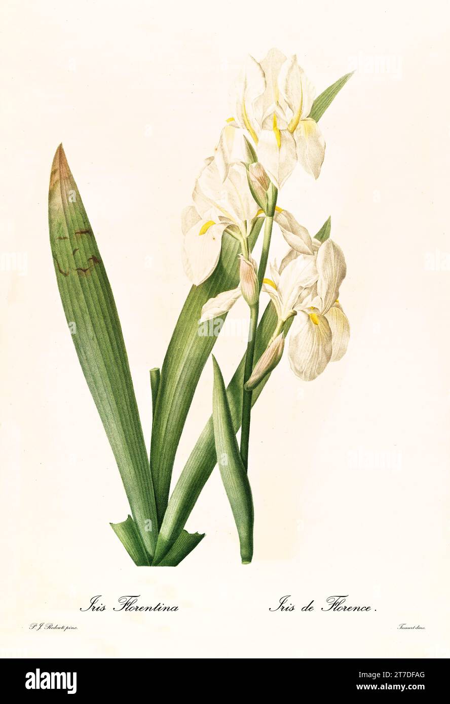 Orris root botanical illustration hi-res stock photography and images ...