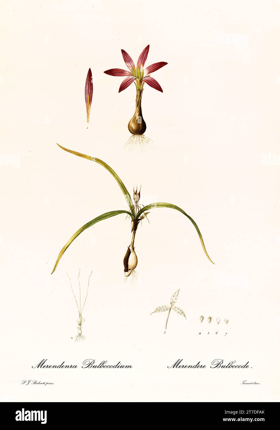 Old illustration of False Meadow Saffron (Colchicum montanum). Les ...
