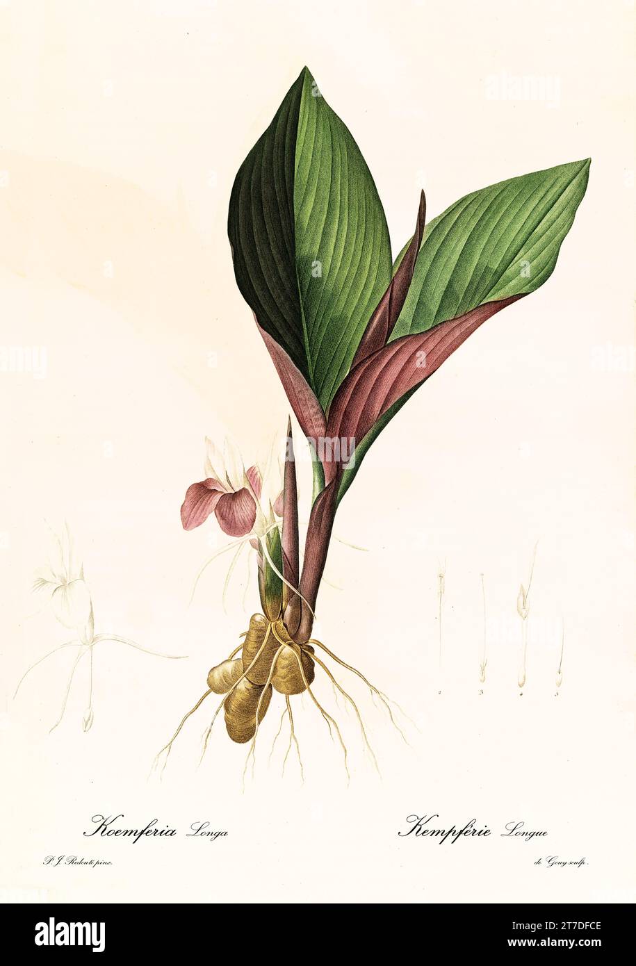 Old illustration of Indian Crocus (Kaempferia longa). Les Liliacées, By ...