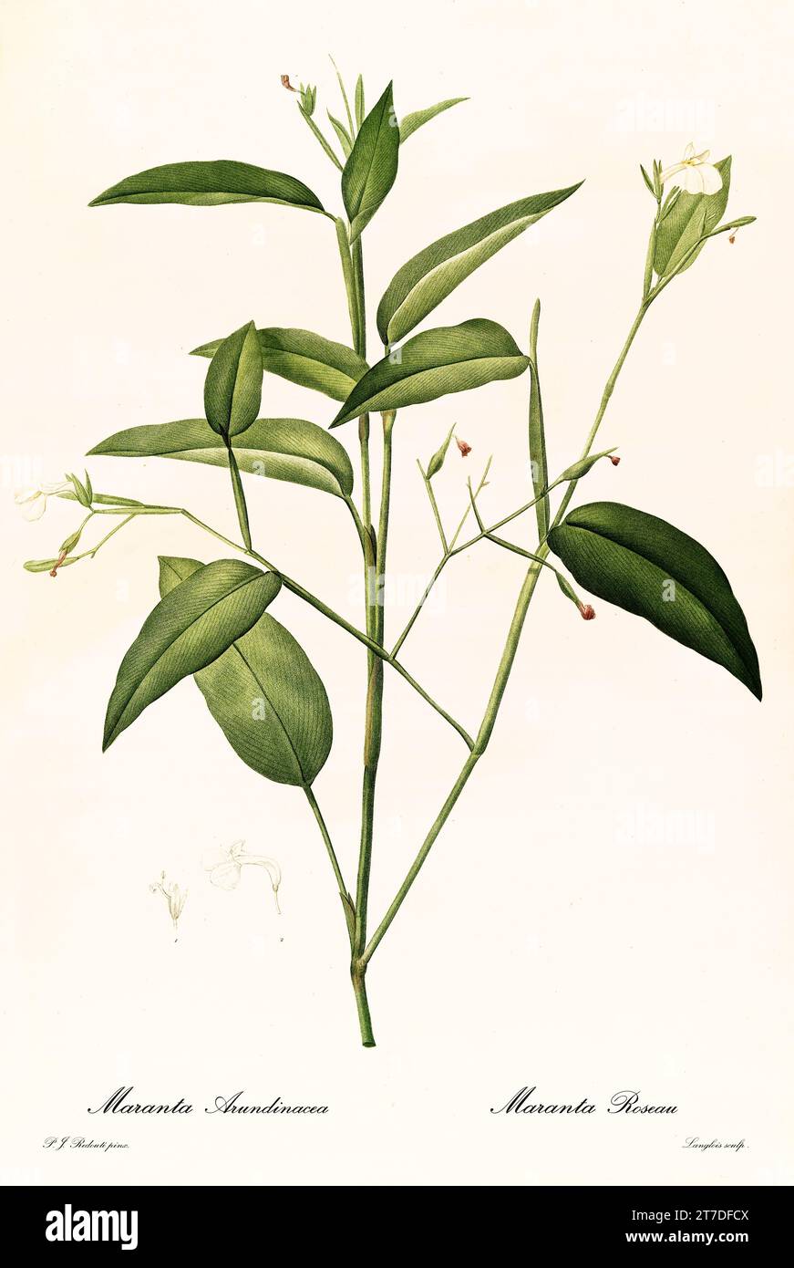 Old illustration of Arrowroot (Maranta arundinacea). Les Liliacées, By ...