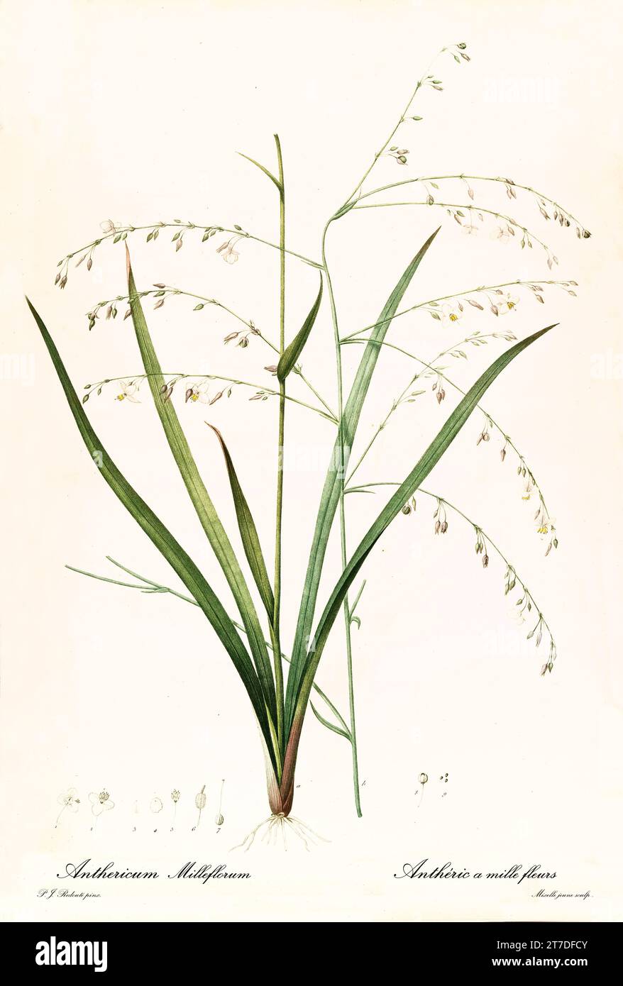 Old illustration of Pale Vanilla Lily (Arthropodium milleflorum). Les ...