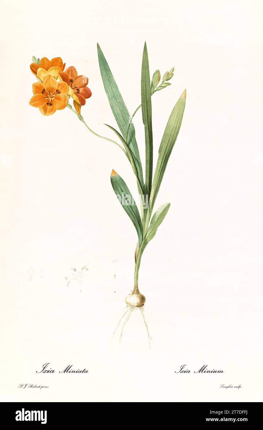 Old illustration of Tritonia deusta. Les Liliacées, By P. J. Redouté ...