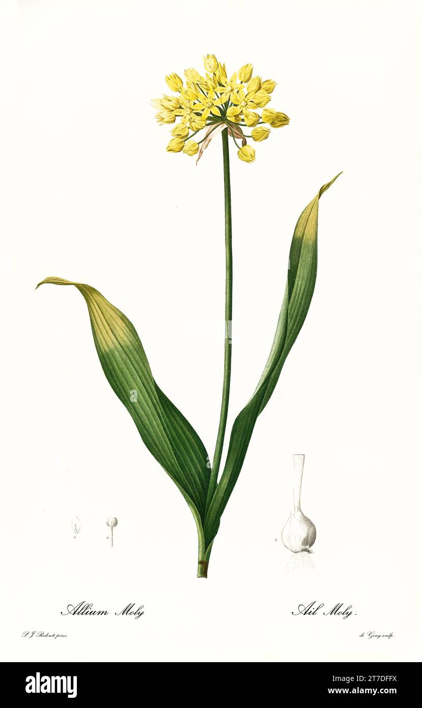 Old illustration of Golden Garlic (Allium moly). Les Liliacées, By P. J ...