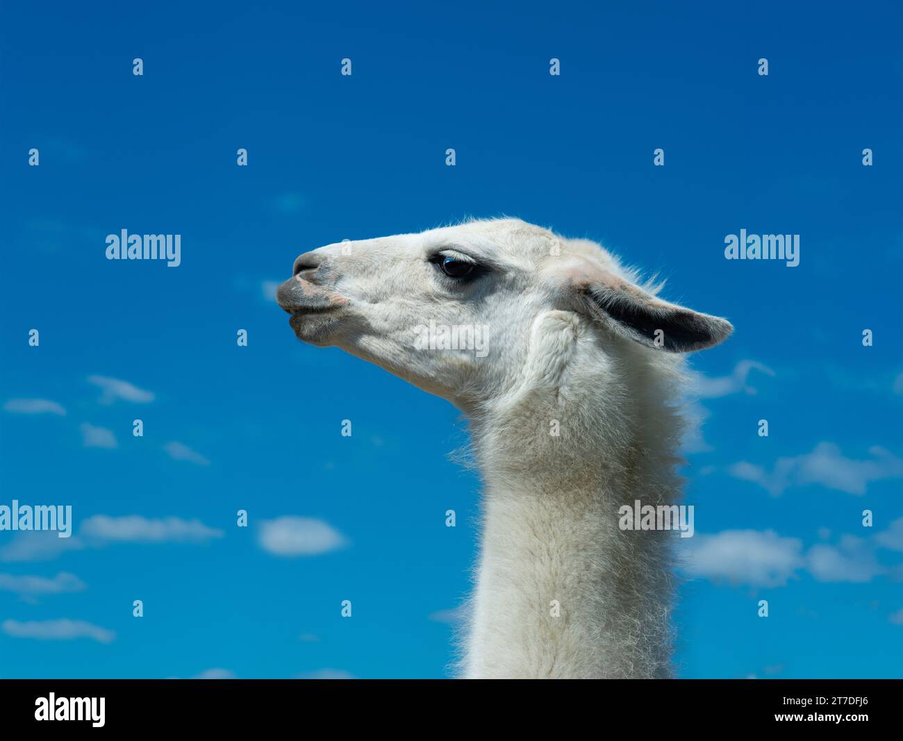 white lama portrait on blue sky Stock Photo - Alamy