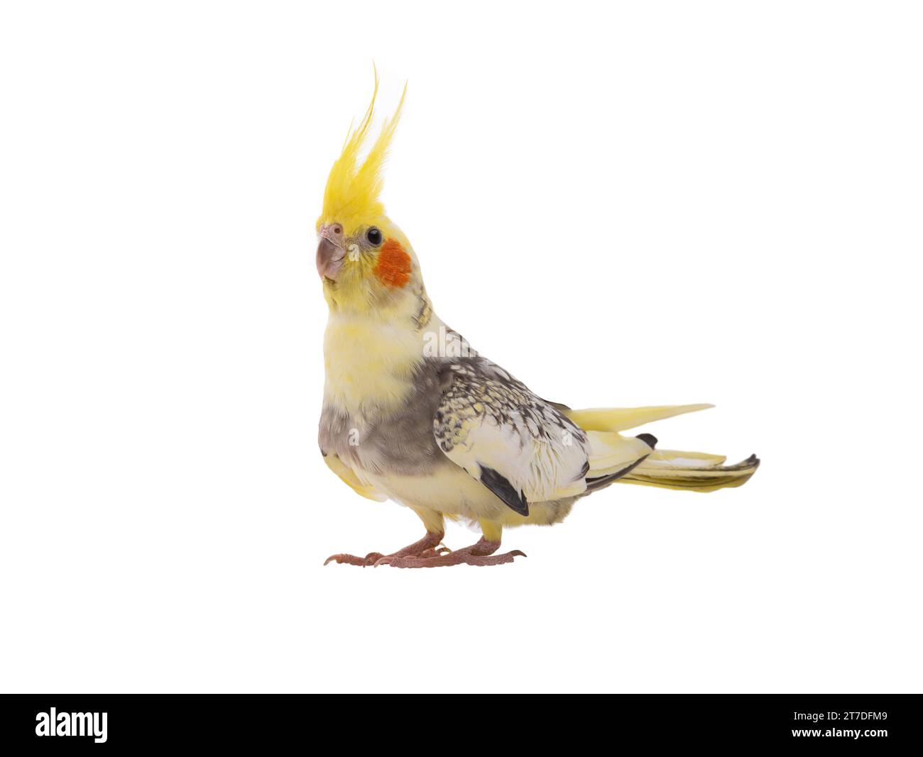 Cockatiel cockatiels bird birds Cut Out Stock Images & Pictures - Alamy