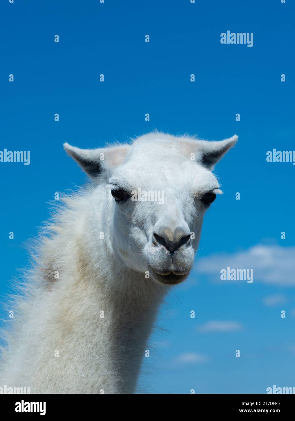 white lama portrait on blue sky Stock Photo - Alamy