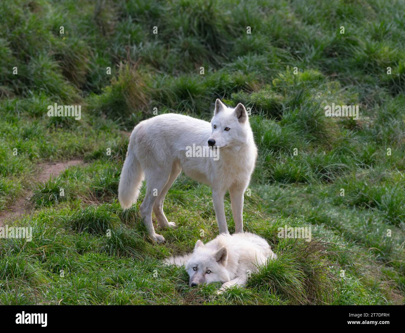arctic She-wolf and little wolf cub on green grass Stock Photo - Alamy