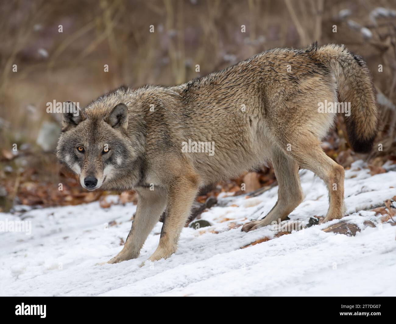 Wolf looking into lens hi-res stock photography and images - Alamy