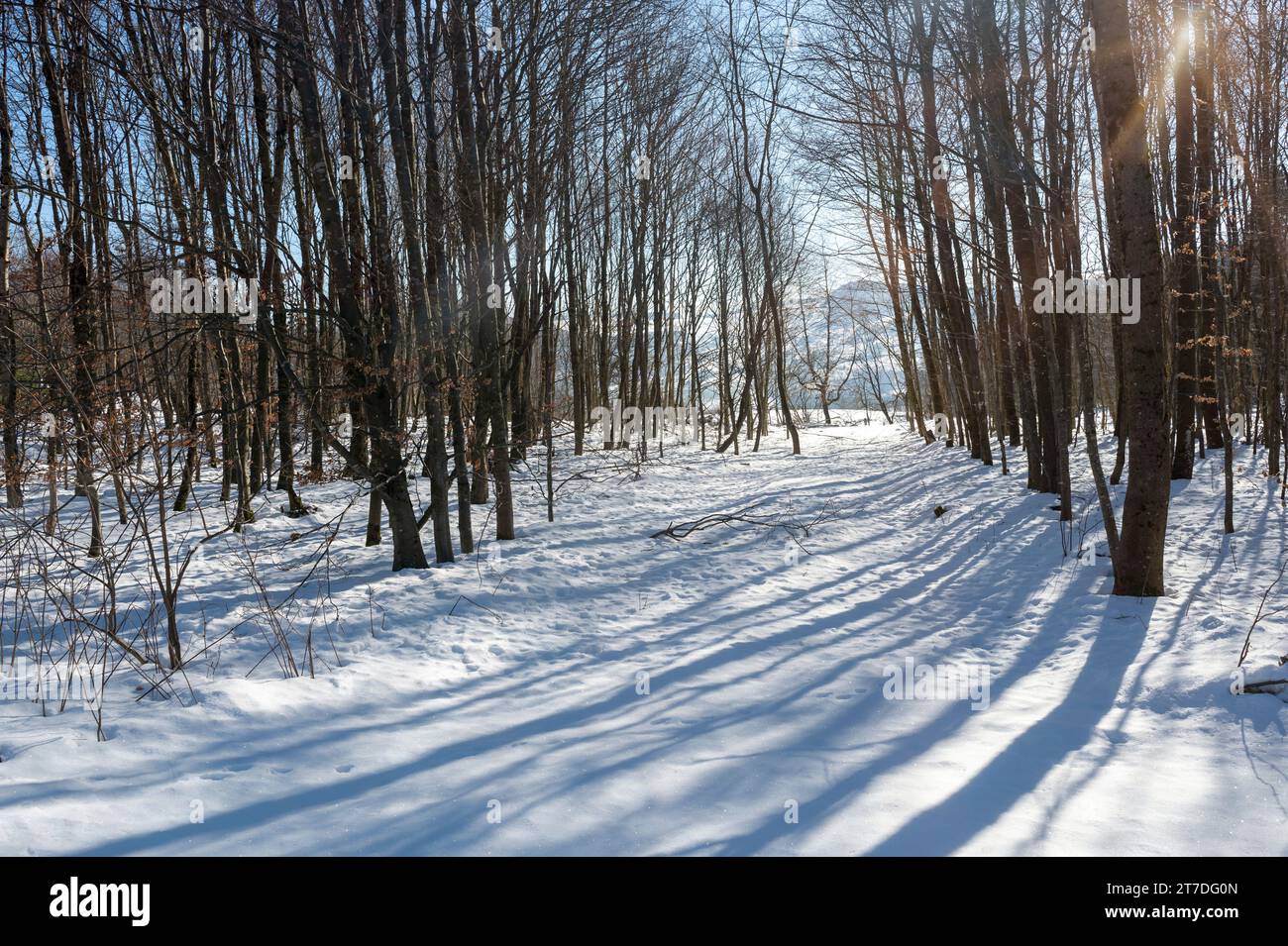 Trees in the forest, winter with snow and shadows Stock Photo - Alamy