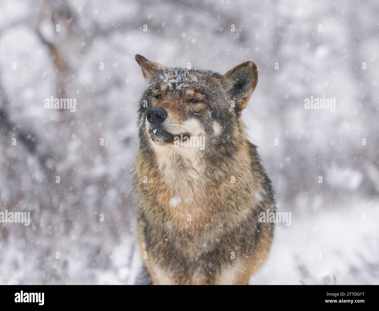 portrait of a gray wolf covered with ice in winter in the forest Stock ...