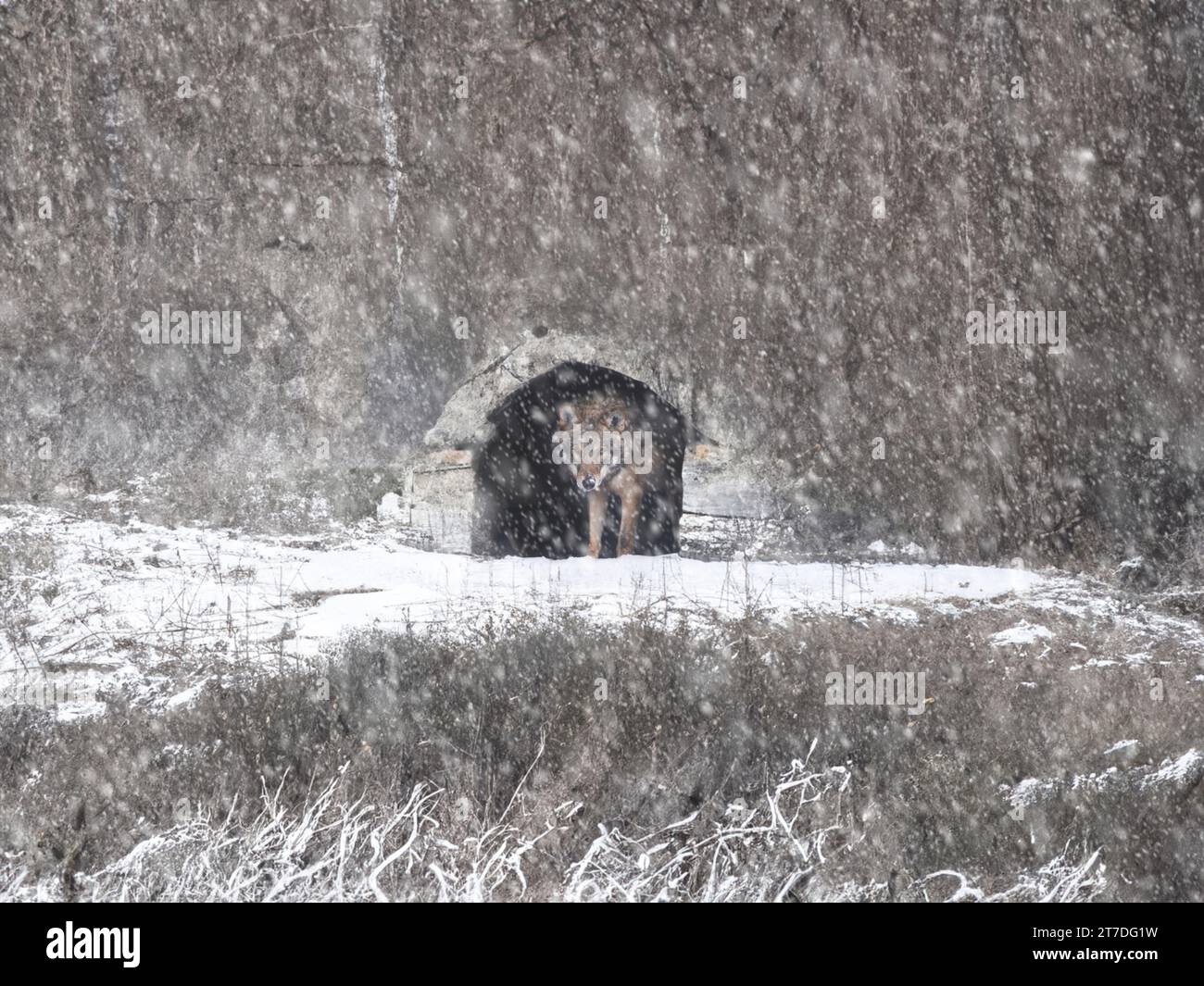 Cave mascot hi-res stock photography and images - Alamy