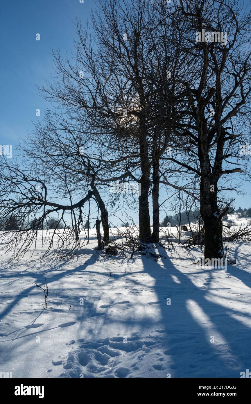 Trees in winter with a lot of snow, bright sun and blue sky in the high ...
