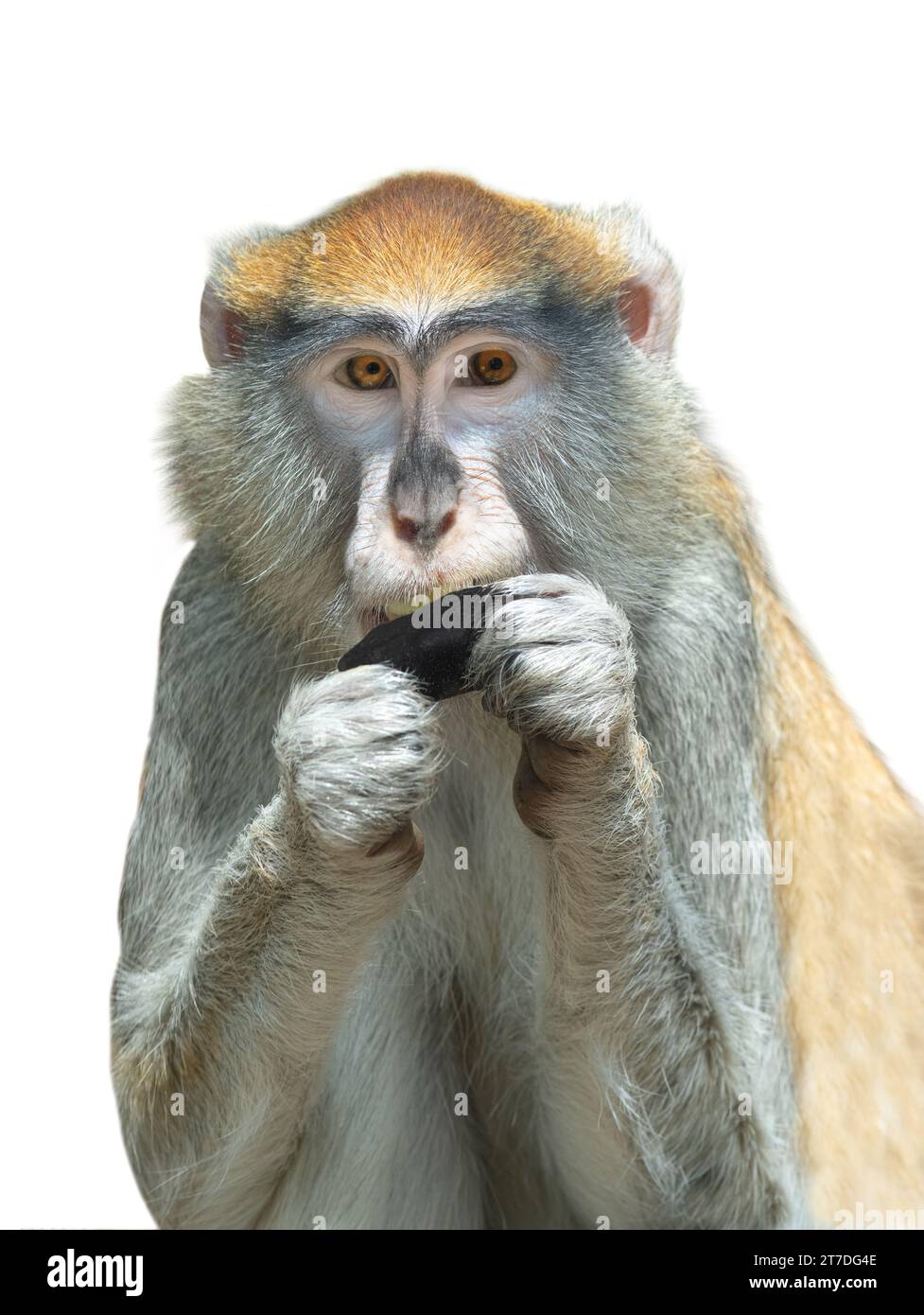 portrait cercopithecus patas isolated on white background Stock Photo ...