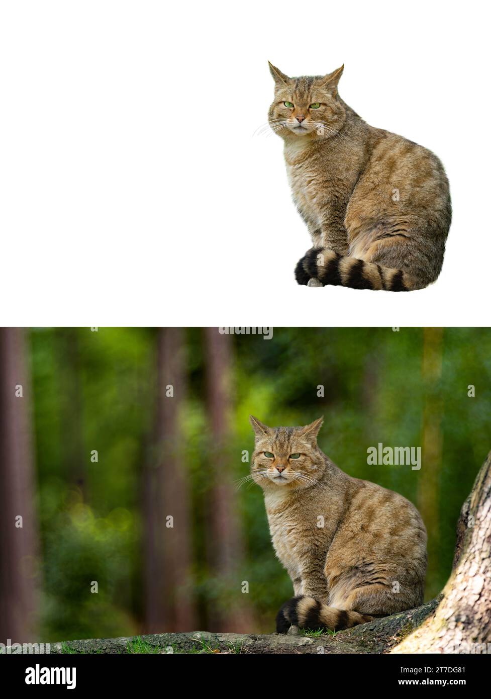 European wildcat, felis silvestris, isolated on white background and in ...