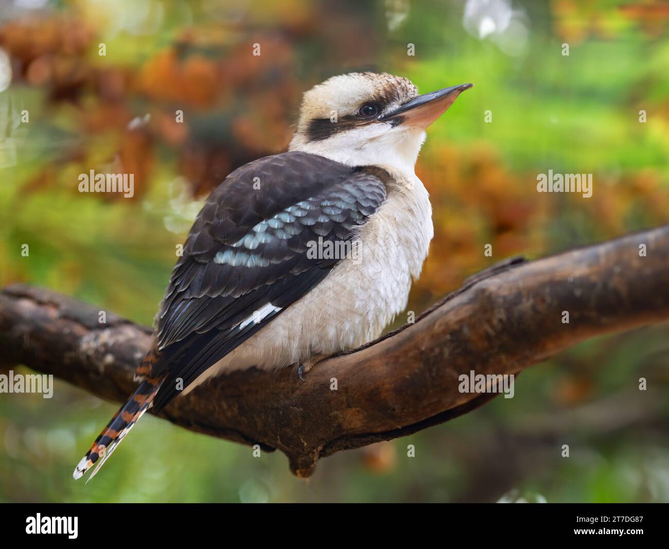 laughing kookaburra sitting on a tree branch in the forest Stock Photo ...