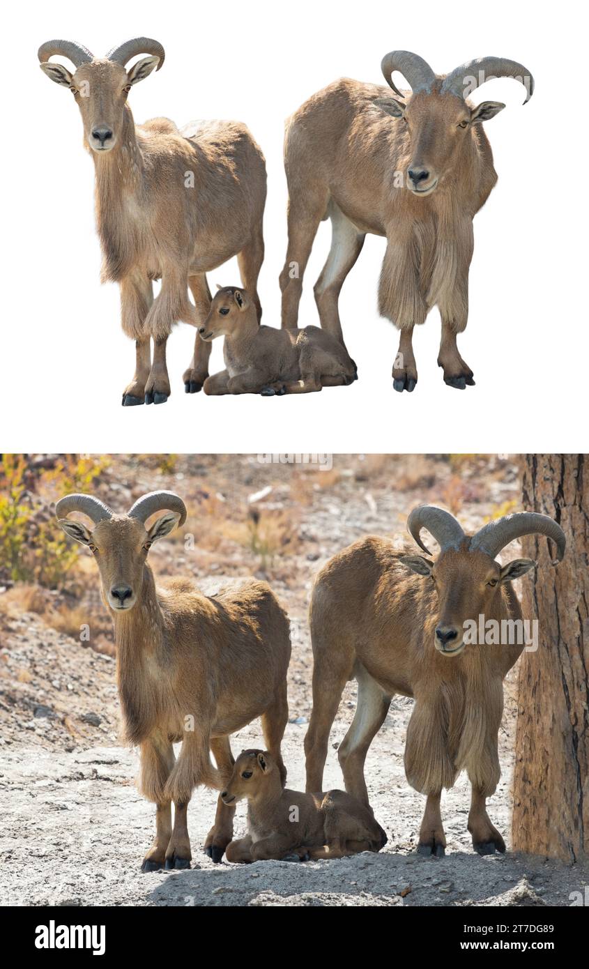 Big black sheep stands on hi-res stock photography and images - Alamy