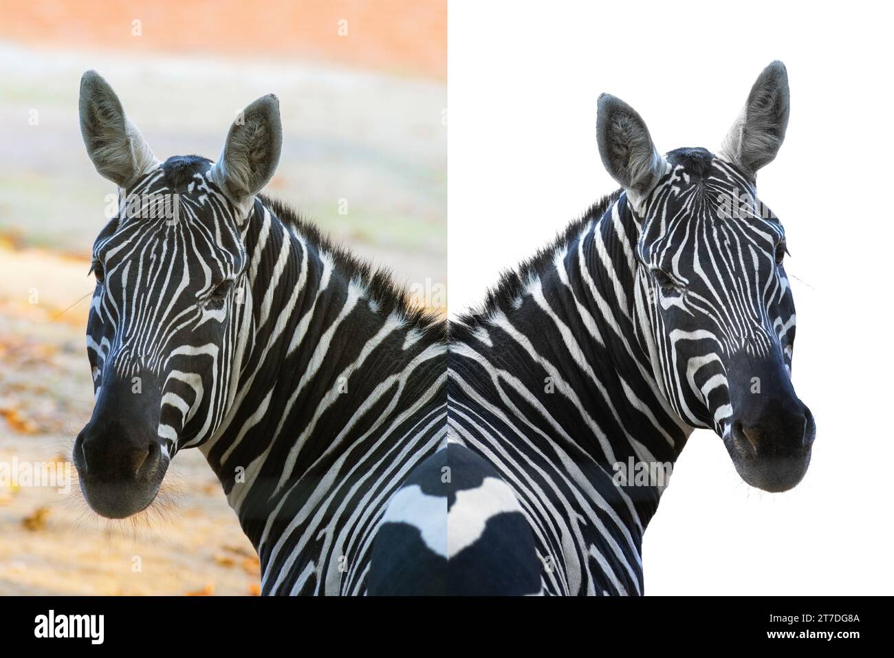 portrait of a zebra in natural conditions and isolated on a white ...
