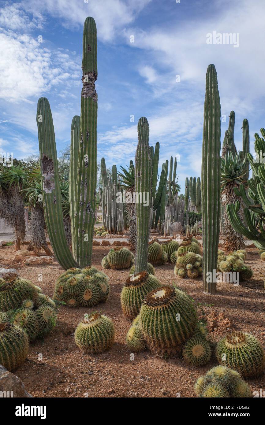 Mallorca, Spain - Nov 1, 2023: Cacti and exotic plant species at the ...