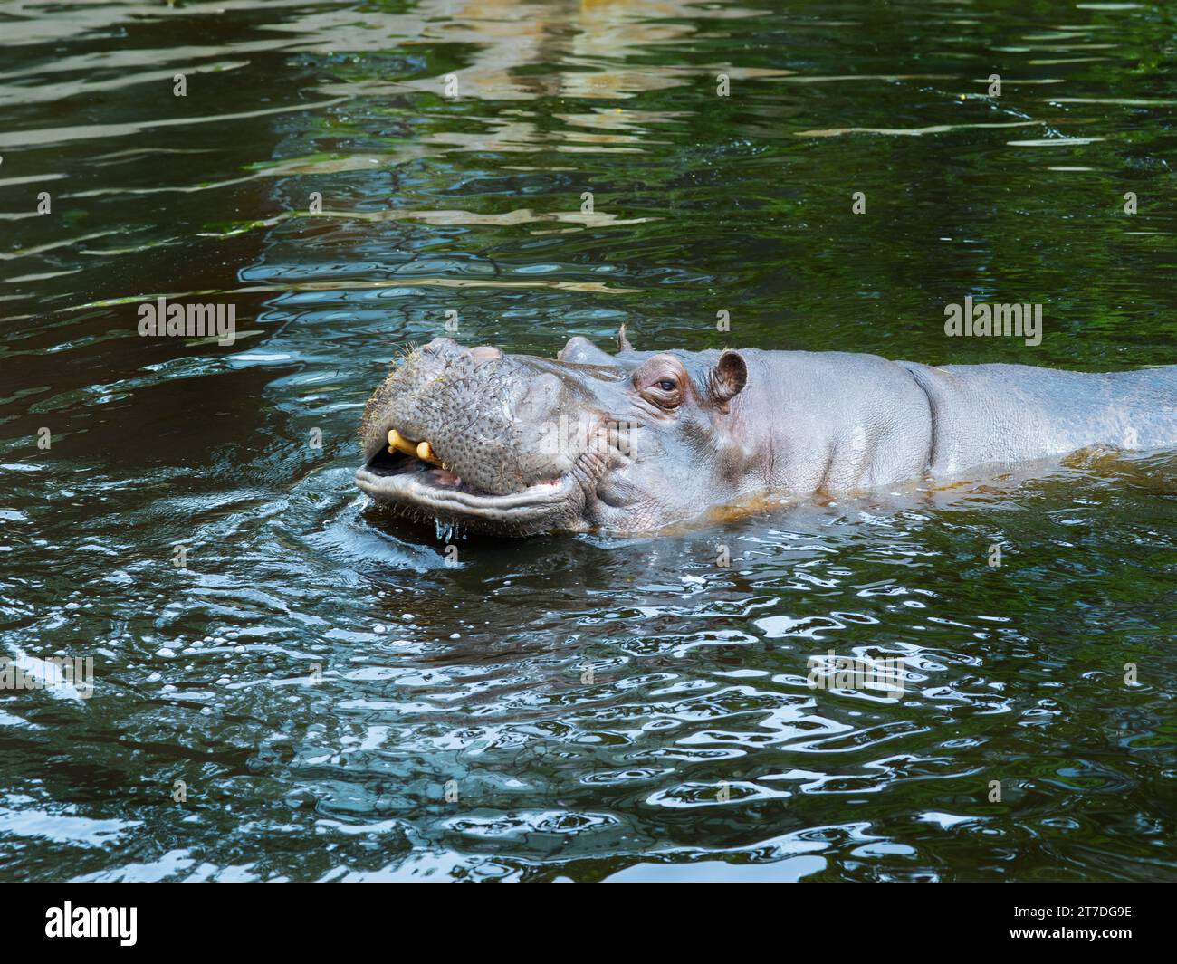 big hippo floating on water Stock Photo - Alamy