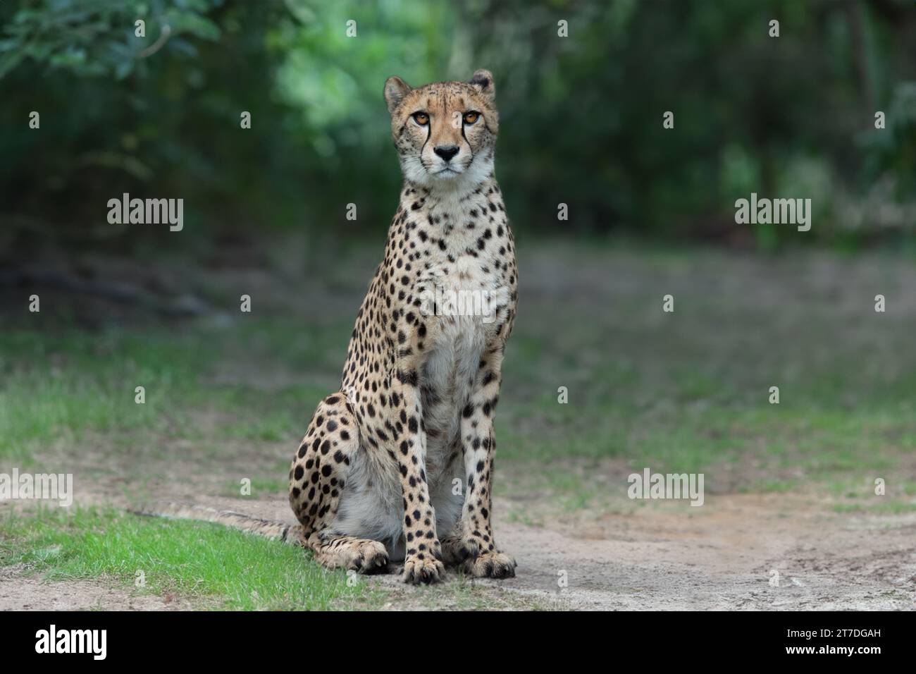 sitting cheetah sitting on the background of the forest Stock Photo - Alamy