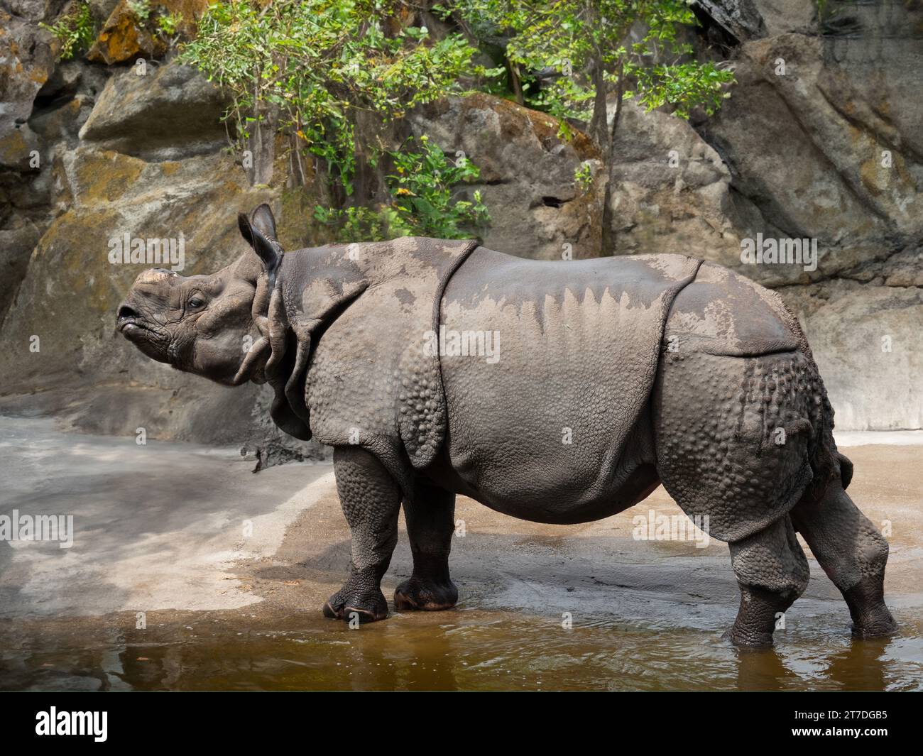 Rhinoceros cut horn hi-res stock photography and images - Alamy