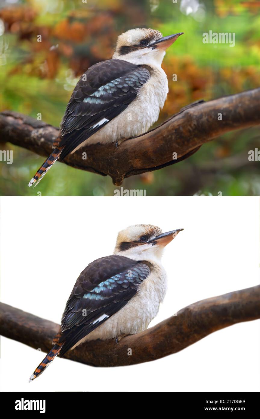 laughing kookaburra sitting on a tree branch in the forest and isolated ...