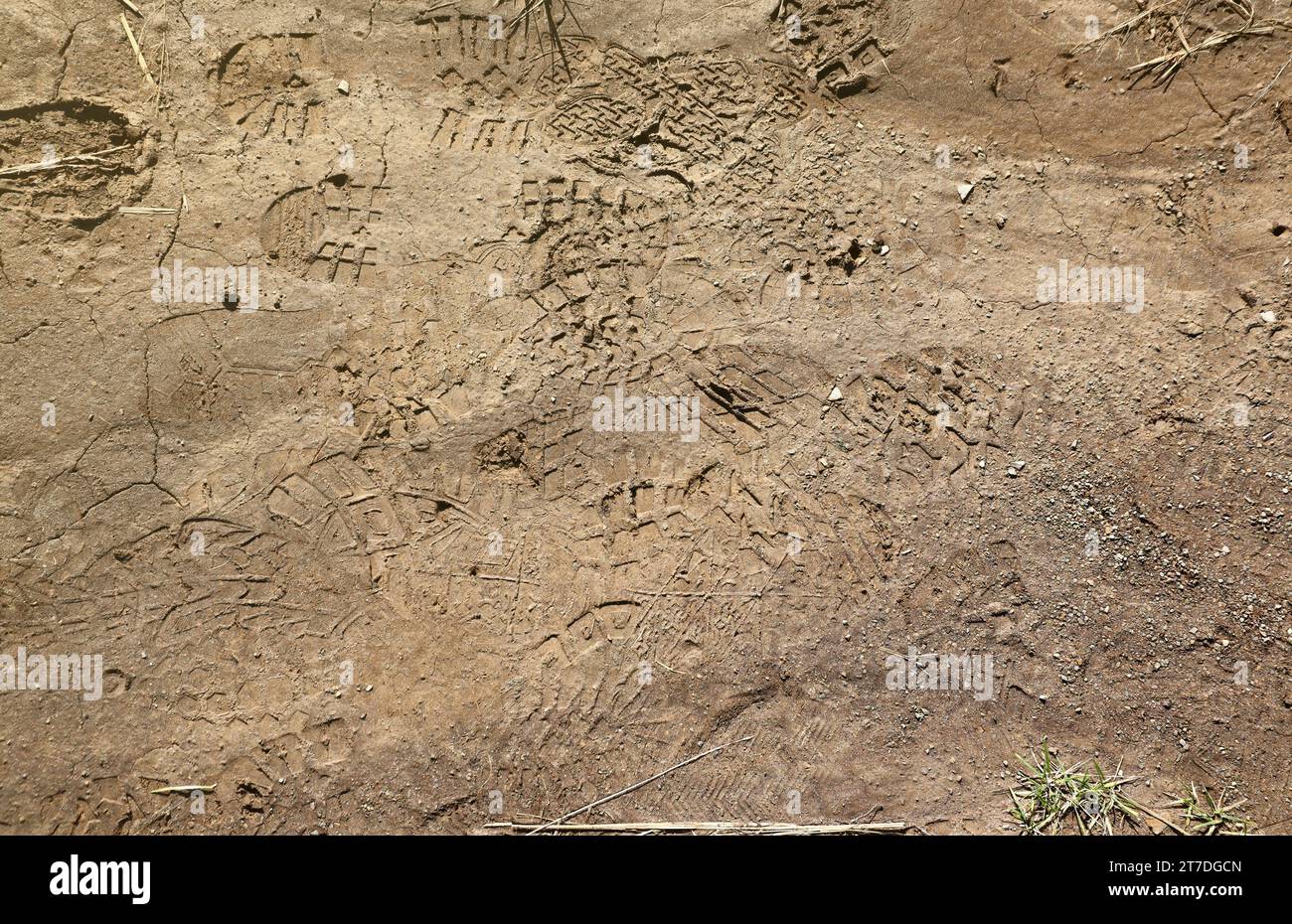 Foot mark on the jungle trail. Shoe prints on wet gravel or mud in ...
