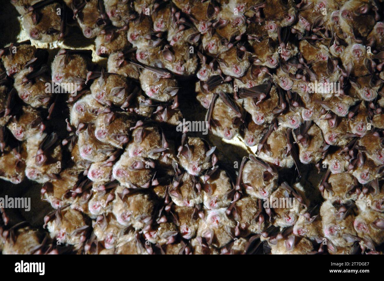 Colony of hanging bats in a cave. These fllying mammals are from the ...