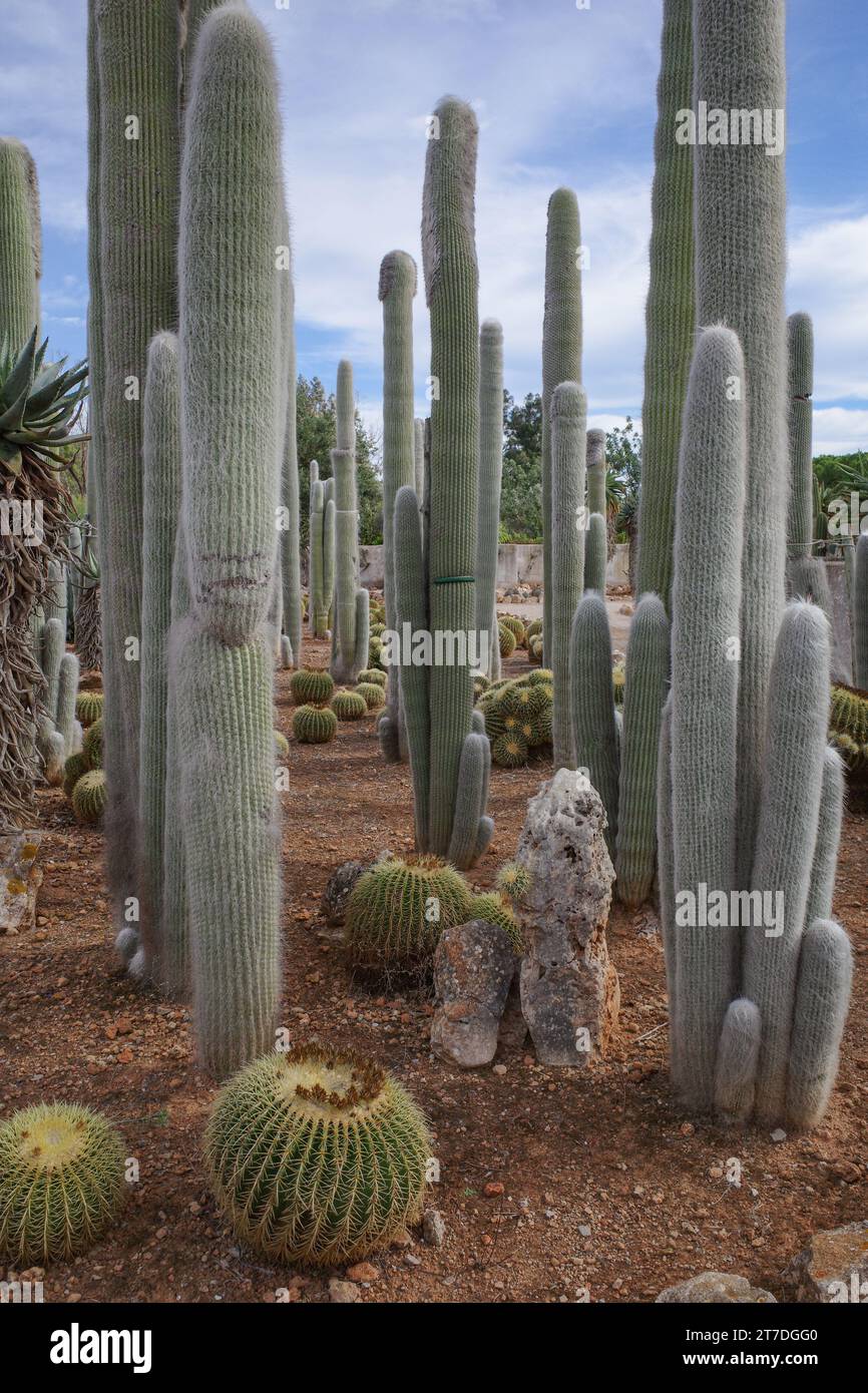 Mallorca, Spain - Nov 1, 2023: Cacti and exotic plant species at the ...
