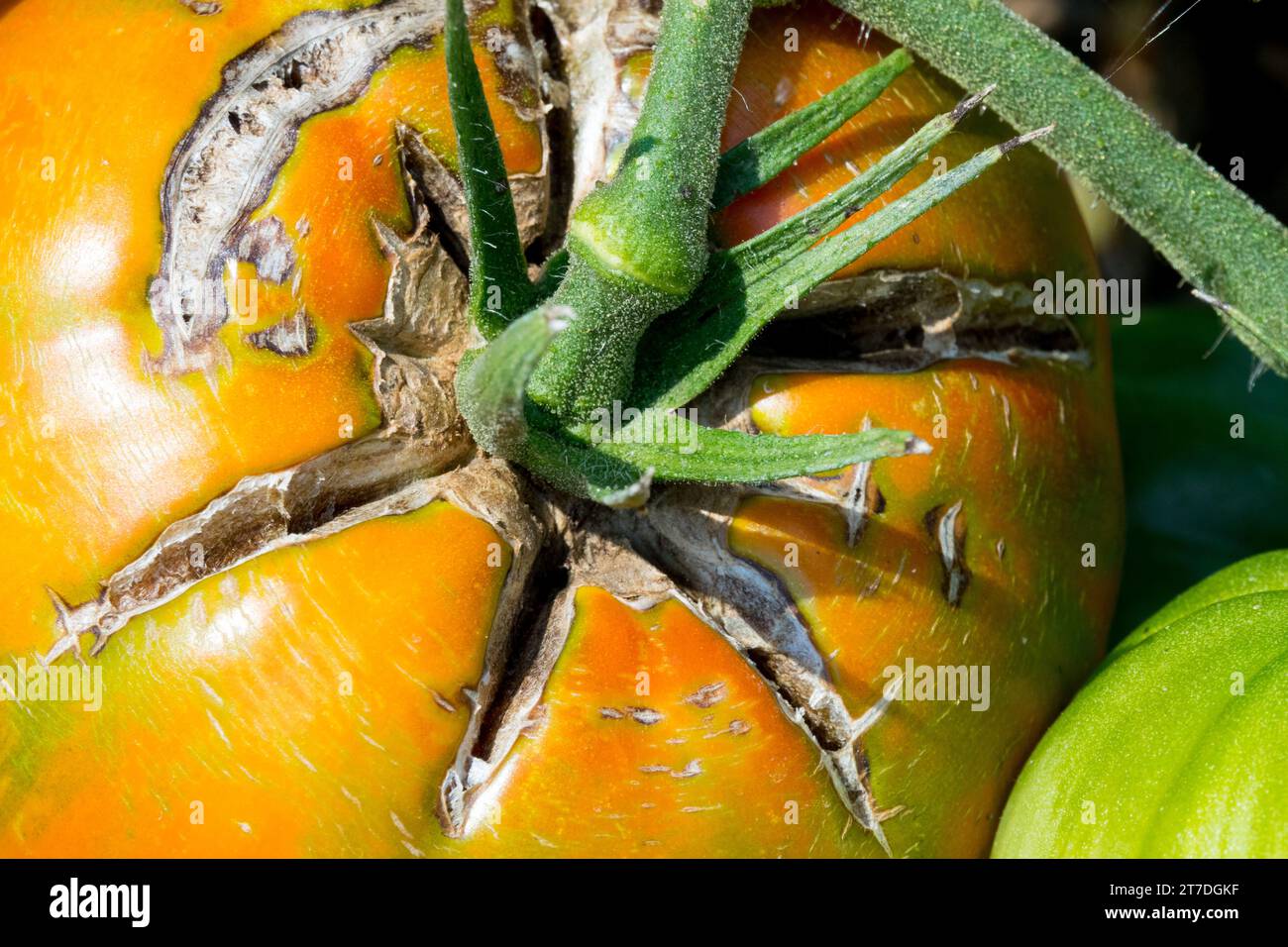 Solanum lycopersicum, cracking tomato, Fruit, closeup Stock Photo - Alamy