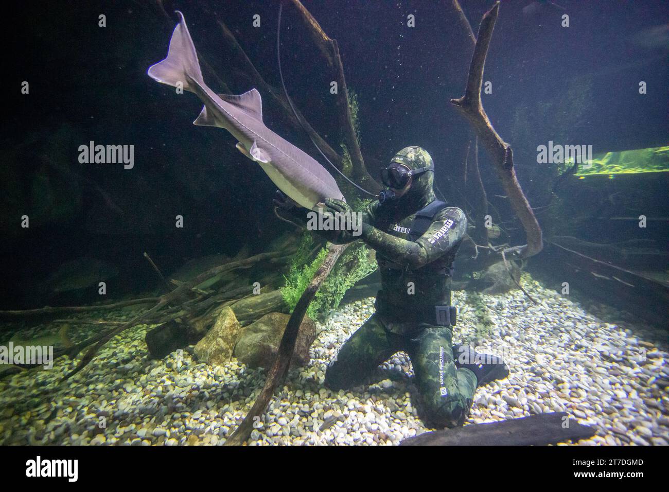 First freshwater fish aquarium hi-res stock photography and images - Alamy