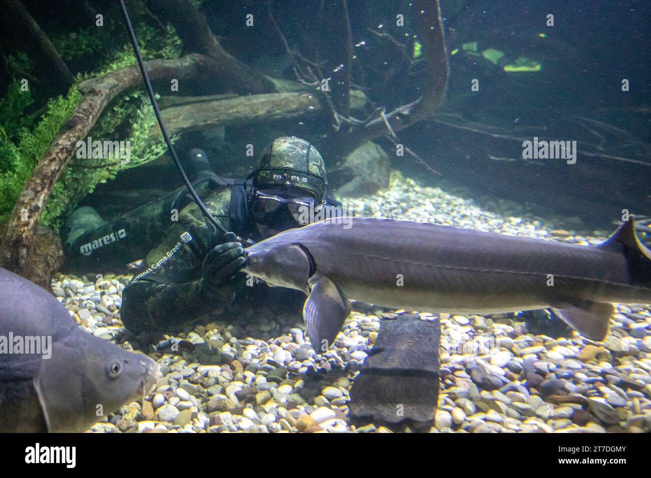 First freshwater fish aquarium hi-res stock photography and images - Alamy