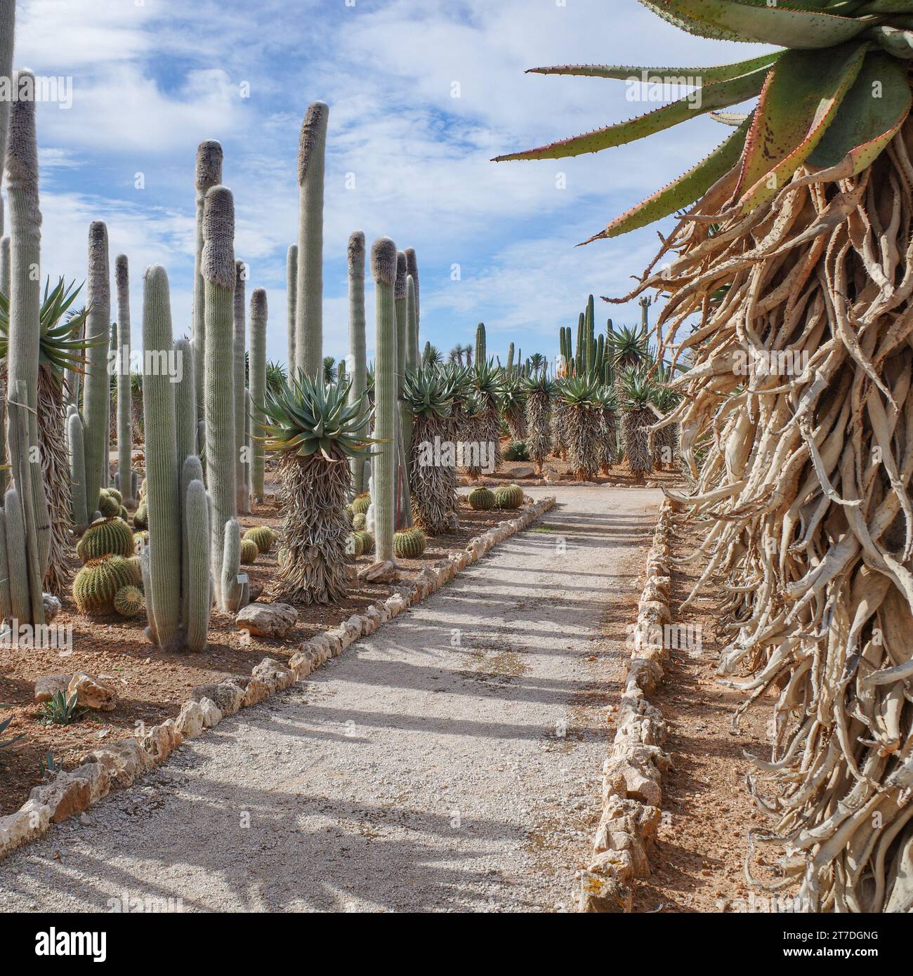 Mallorca, Spain - Nov 1, 2023: Cacti and exotic plant species at the ...