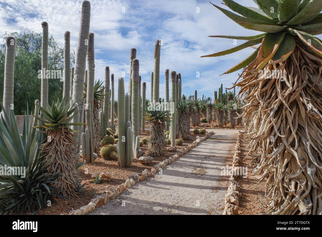 Mallorca, Spain - Nov 1, 2023: Cacti and exotic plant species at the ...