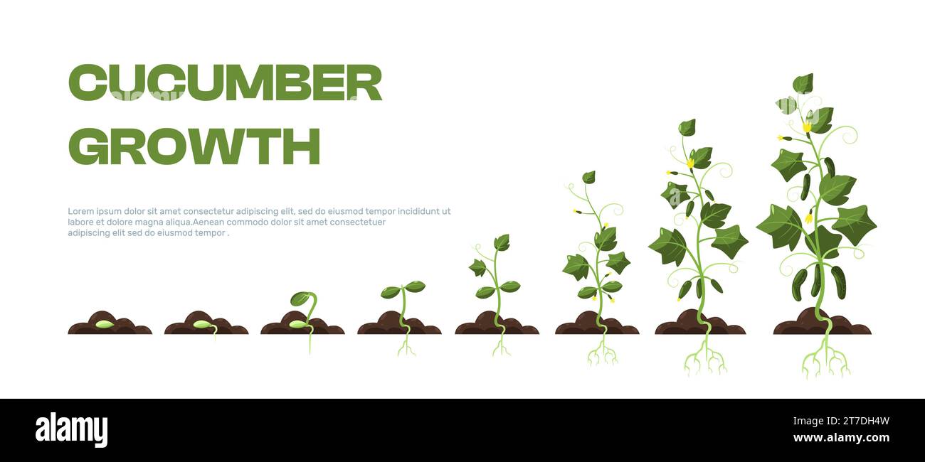 Cucumber plant. Organic farming of organic cuke plants, agriculture of ...