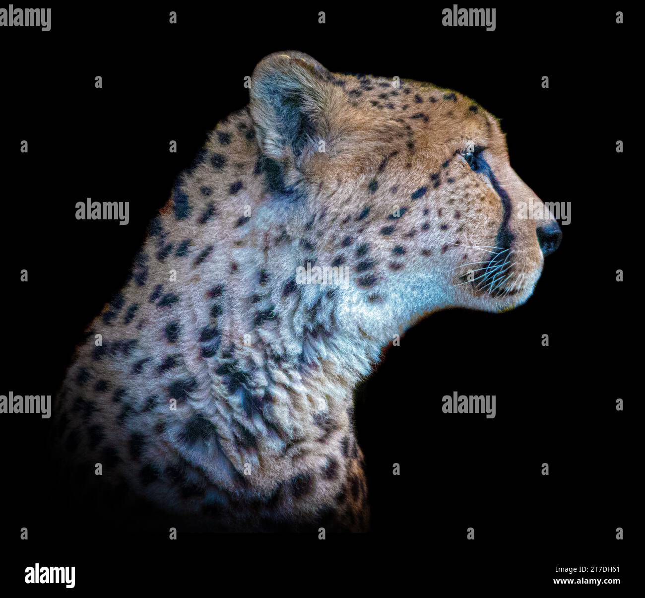 A side profile of a cheetah CHESTER ZOO, ENGLAND STUNNING IMAGES of big ...